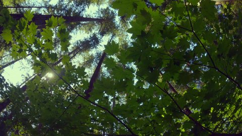 Pacific Northwest Forest Canopy 4k Uhd Stock Footage Video (100% ...