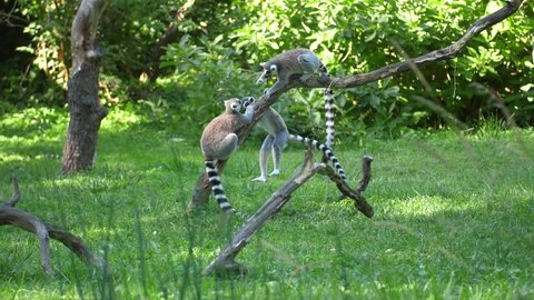 Group Endangered Ringtailed Lemurs Running Playing Stock Footage Video ...
