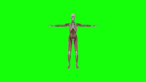 Medical Animations Anatomical Illustrations Loop Animation Stock ...