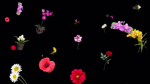 Moving Animation Flowers Transparent Background Loop Stock Footage ...