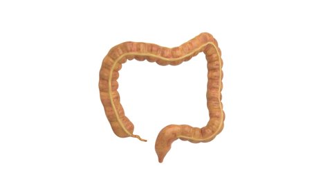 Peristalsis Human Large Intestine Animation Movement Stock Footage ...