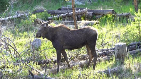 Moose Rocky Mountain National Park Stock Footage Video (100% Royalty ...