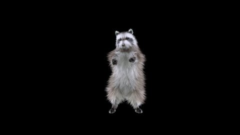 Raccoon Dance Cg Fur 3d Rendering Stock Footage Video (100% Royalty ...