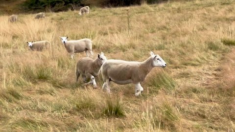 Cute Baby Lamb Wagging Tail While Stock Footage Video (100% Royalty ...