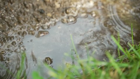 Ripples Form Small Muddy Puddle Continuous Stock Footage Video (100% ...