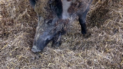 14 Pig Standing Front View Stock Video Footage - 4K and HD Video Clips ...