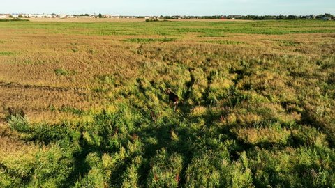 Elk Field Aerial View Wild Elk Stock Footage Video (100% Royalty-free ...