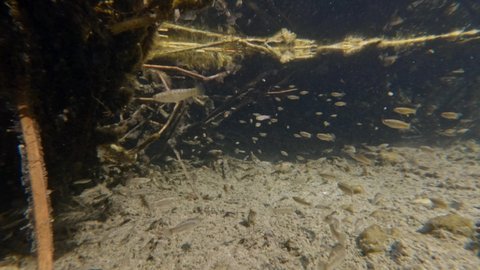 Dead Sea Toothcarp Endemic Dead Sea Stock Footage Video (100% Royalty ...