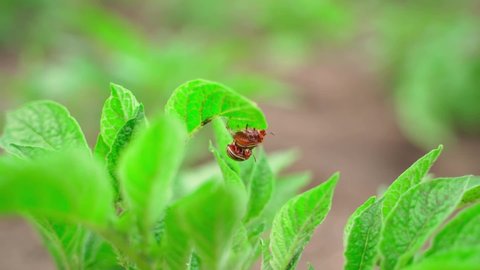 Colorado Potato Beetles Mate On Back Stock Footage Video (100% Royalty ...
