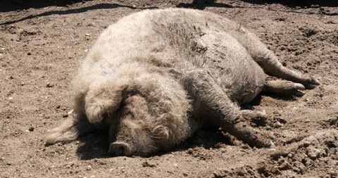 Mangalica Mangalitsa Mangalitza Hungarian Breed Domestic Stock Footage ...