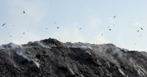 Birds Flying Over Landfill Burning Trash Stock Footage Video (100% ...
