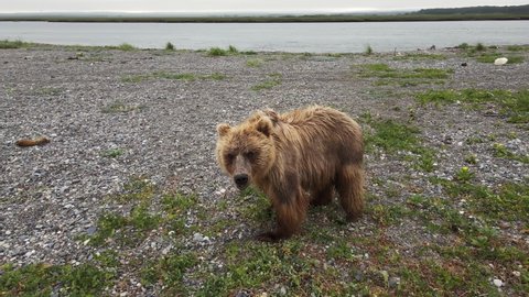 Drone View Brown Bear Digging Rocks Stock Footage Video (100% Royalty ...