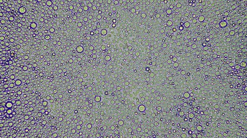 Breast Milk Under Microscope Woman Lactating Stock Footage Video (100% ...