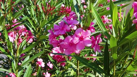 Delicate Flowers Pink Oleander Nerium Oleander Stock Footage Video (100 ...