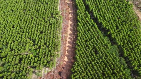 Aerial View Cultivation Trees Plantation Outdoor Stock Footage Video ...