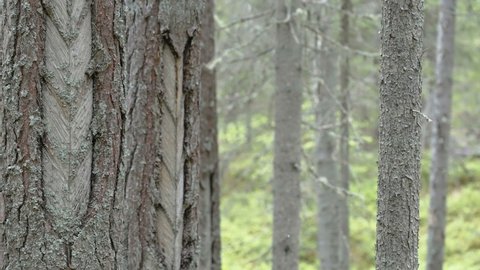 Lines On Pine Tree Trunks After Stock Footage Video (100% Royalty-free ...