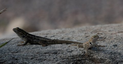 Desert Spiny Lizard Pair Lizards On Stock Footage Video (100% Royalty ...