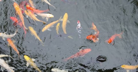 Colourful Japanese Good Luck Koi Fish Stock Footage Video (100% Royalty ...
