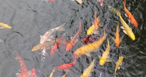 Colourful Japanese Good Luck Koi Fish Stock Footage Video (100% Royalty ...