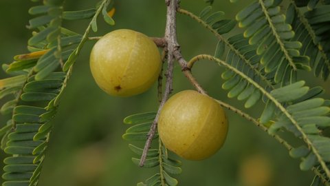 138 Amla Stock Video Footage - 4K and HD Video Clips | Shutterstock