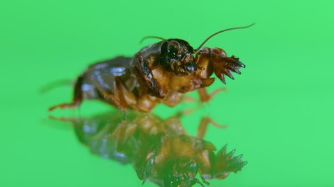 Mole Cricket Gryllotalpidae Over Chroma Key Stock Footage Video (100% ...
