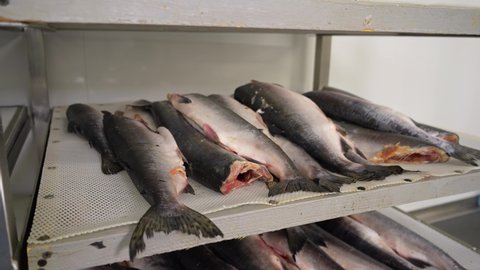 Closeup Humpback Salmon Fillet Sorting Stand Stock Footage Video (100% ...