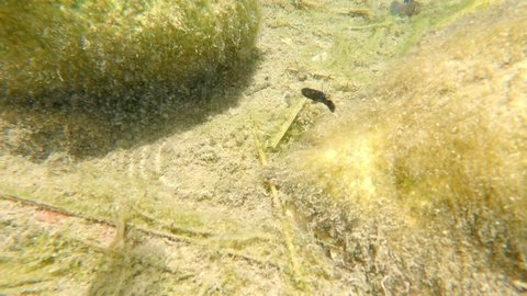 Iridescent Toothcarp Aphanius Mento Killifish Springs Stock Footage ...