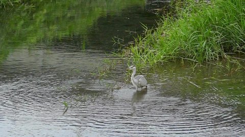 River Water Ripples Made By Birds Stock Footage Video (100% Royalty ...