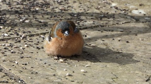 Common Chaffinch Sick Trichomoniasis Canker Fat Stock Footage Video ...