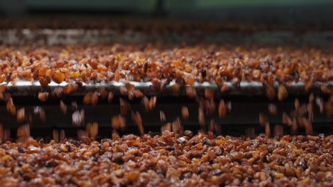 Raisin Processing Plant Manufacturing Process Raisin Stock Footage ...