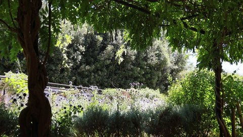 Vegetal Canopy Hanging Vegetation Park Stock Footage Video (100% ...