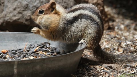 Chipmunks Running Around Eating Stock Footage Video (100% Royalty-free ...
