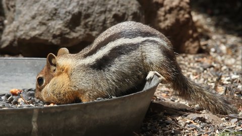 Chipmunks Running Around Eating Stock Footage Video (100% Royalty-free ...