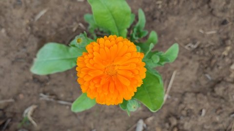 Calendula Grows On Flower Bed Garden Stock Footage Video (100% Royalty ...