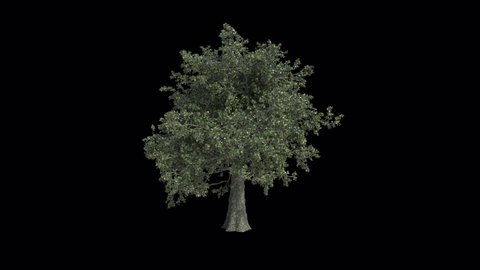 Slow Animation Growing Oak Tree Isolated Stock Footage Video (100% ...