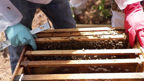 Mexican Beekeeper Pulling Honeycomb Bees Stock Footage Video (100% ...