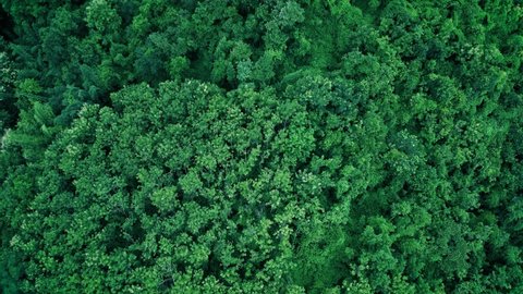 Aerial Top View Forest Tree Rainforest Stock Footage Video (100% ...