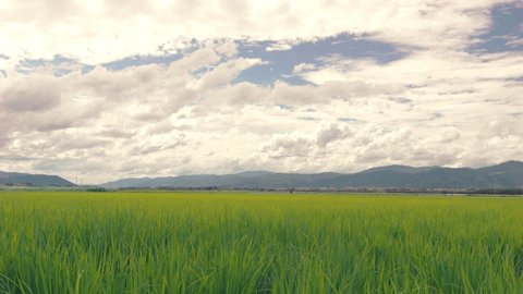 Ears Rice Plant Blowing Wind Paddy Stock Footage Video (100% Royalty ...