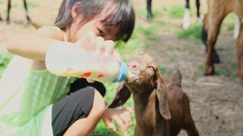 Asian Little Girl Feeding Baby Goat Stock Footage Video (100% Royalty ...