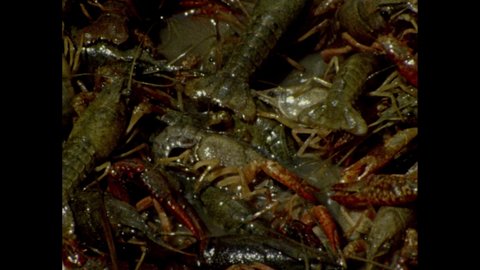 1980s Crawfish Crawling Over Each Other Stock Footage Video (100% ...