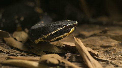 Mexican Moccasin Agkistrodon Bilineatus Venomous Pit Stock Footage ...