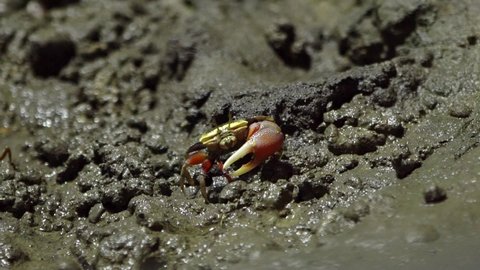 Male Fiddler Crab Big Claw On Stock Footage Video (100% Royalty-free ...