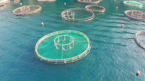 Fish Farm Aquaculture On Sea Mesh Stock Footage Video (100% Royalty ...