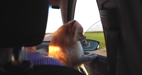 Foxy Color Spitz Dog Looks Out Stock Footage Video (100% Royalty-free ...