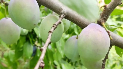 Closeup Ripe Plums On Branch Unripe Stock Footage Video (100% Royalty ...