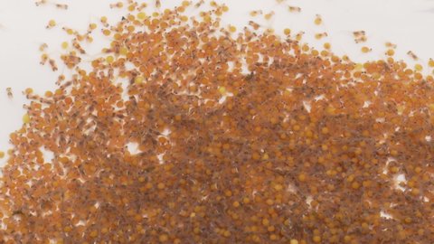 Young Tilapia Fish Hatched Egg White Stock Footage Video (100% Royalty ...