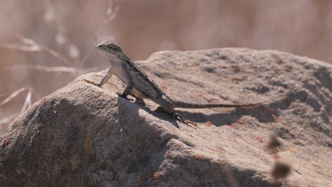 California Lizards Western Fence Lizard Sceloporus Stock Footage Video ...