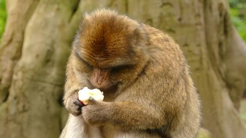 Sitting Monkey Under Tree Eating Apple Stock Footage Video (100% ...