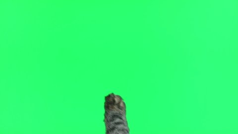 Cat Paw Touching Clicking Tapping Swiping Stock Footage Video (100% ...