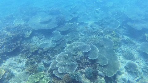 Swim Through Staghorn Coral Reefs Bahura Stock Footage Video (100% ...